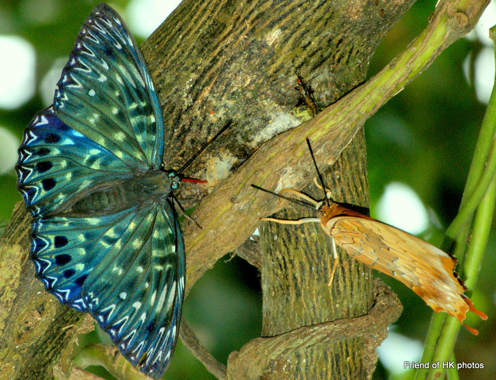 Photographic Wildlife Stories in UK/Hong Kong: Enjoying a drink----tree ...