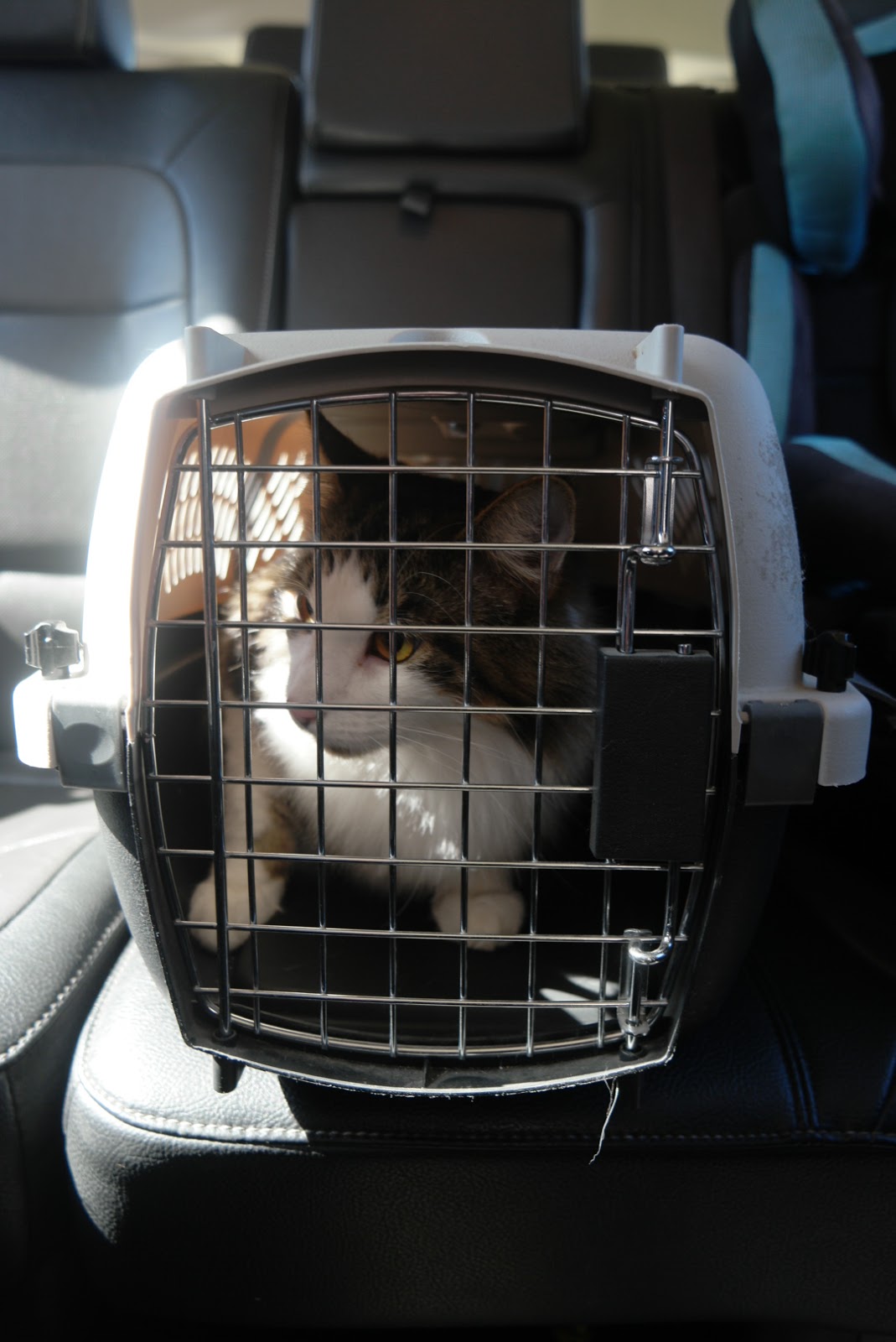 5 Ways To Keep Your Adult Cat Healthy & Happy - 5 Eyeliners and a Gloss