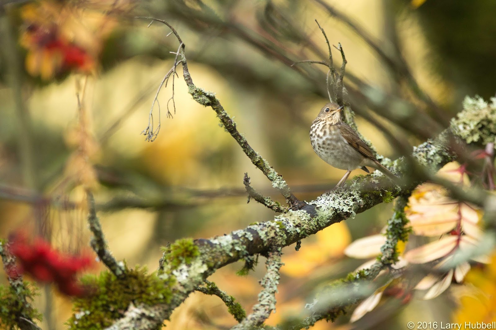Union Bay Watch : A Little Brown Bird