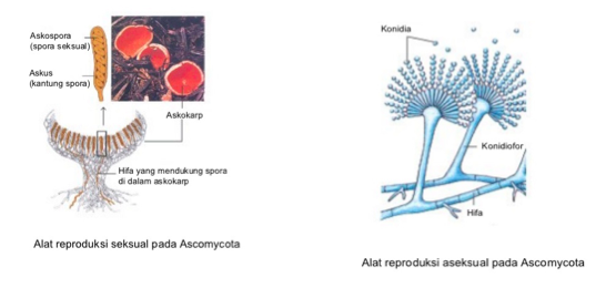 douzes science deux: Indikator 3: Mengindentifikasikan ciri-ciri ...