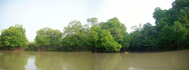 Pichavaram Mangrove (Cuddalore - Tamil Nadu) | My Travelogue - Indian ...