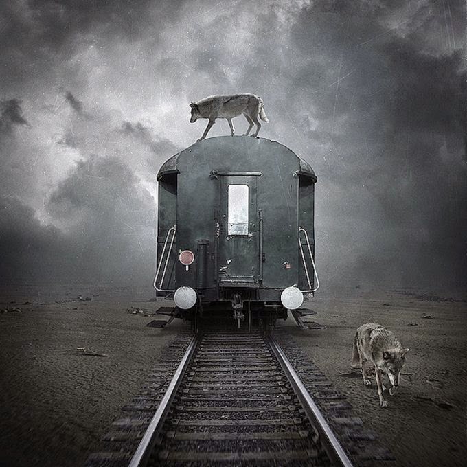 White Wolf : 15 Amazing Surreal Animal Photographs by Sarolta Ban