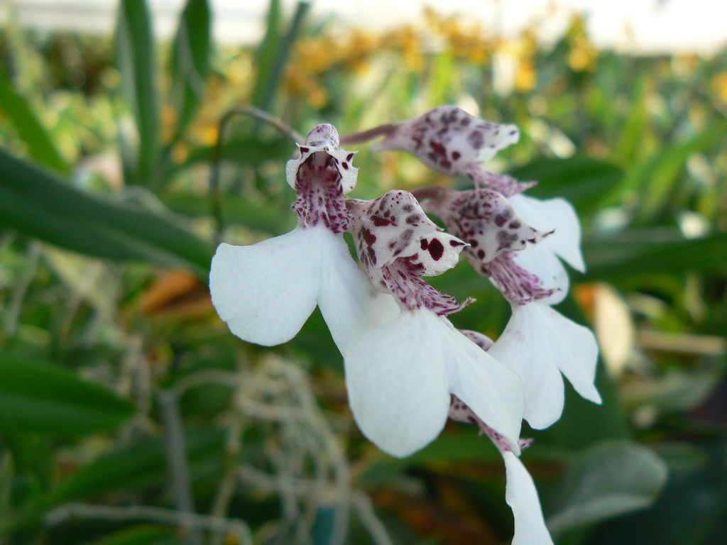 Rodriguezia decora care and culture | Travaldo's blog