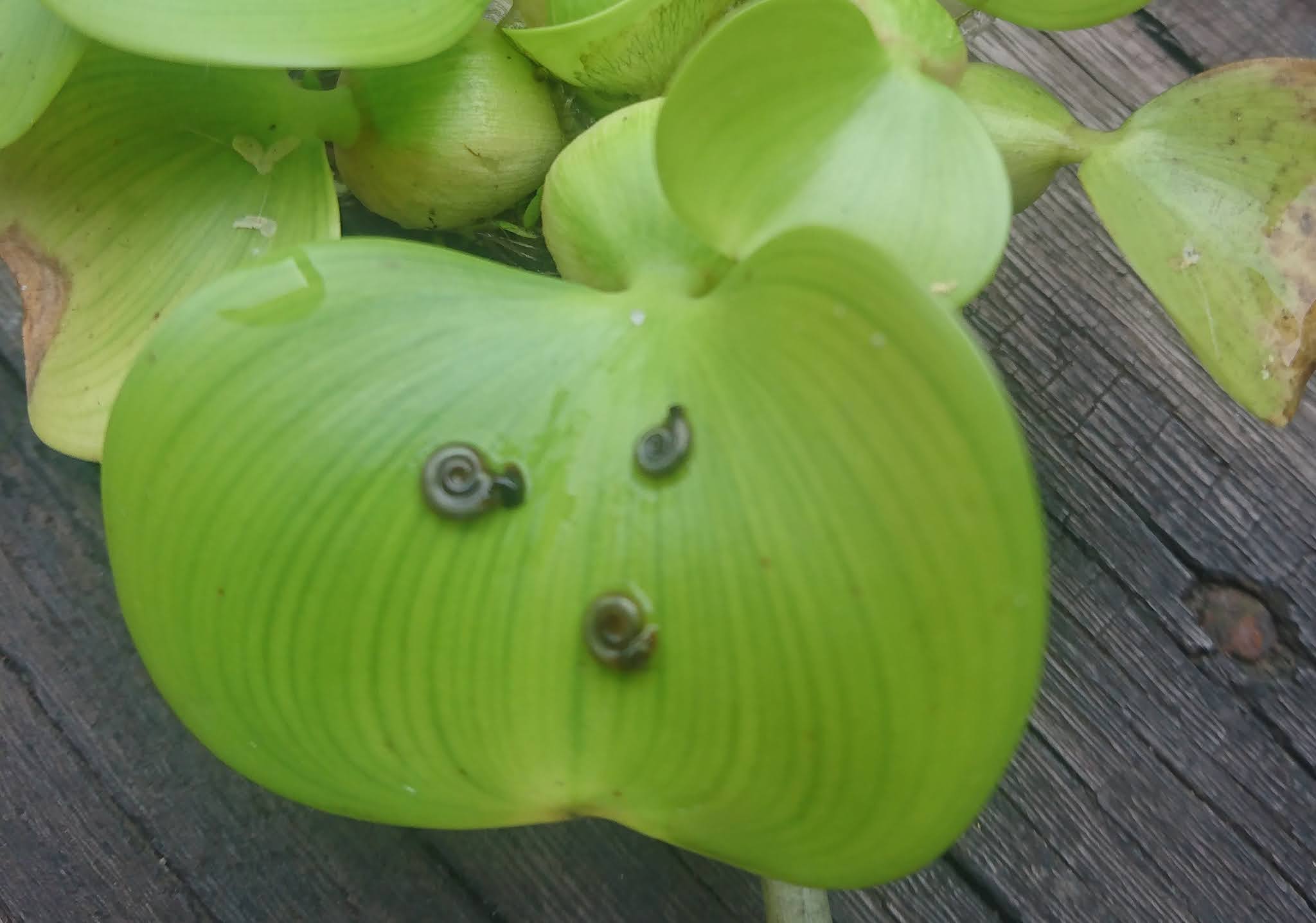 Hama Keong di Aquascape dan Cara Menghilangkanya