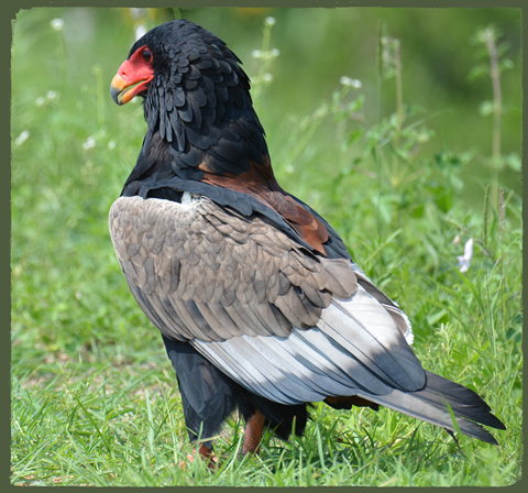 Amagama wee ndidi ngee ndidi zeentaka Ngesi Xhosa