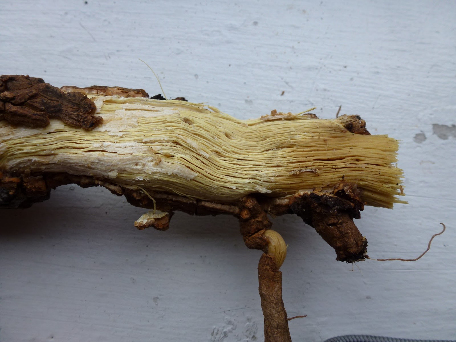 Wild Harvests: Balsam Roots