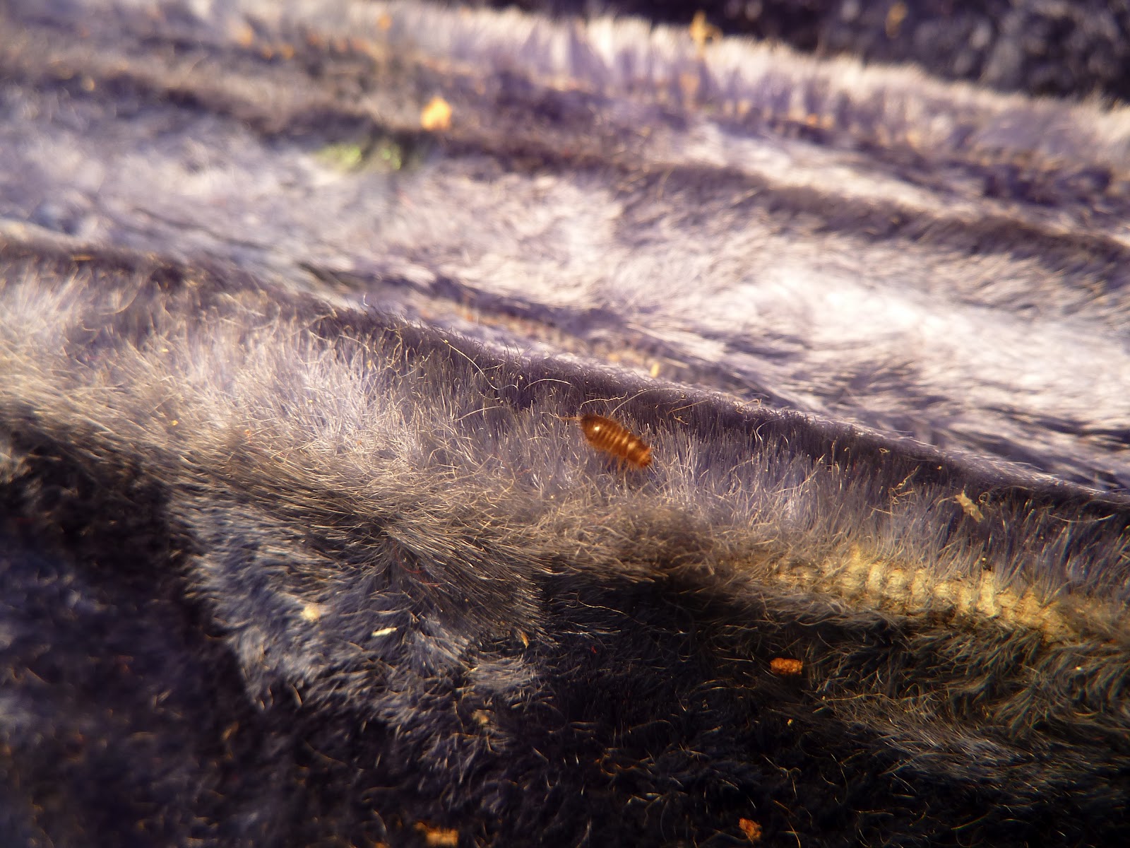 Musical observations