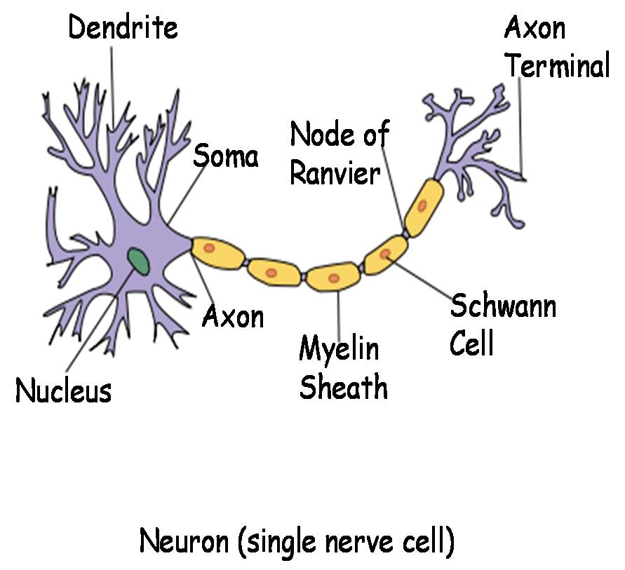 BIOLOGI GONZAGA: CATATAN JARINGAN HEWAN
