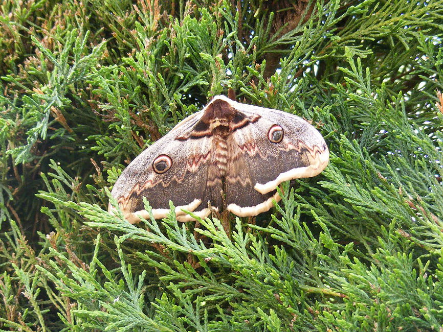 Loire Valley Nature: Emperor Moths - Saturniidae
