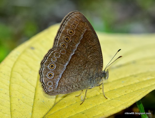 The Forested Path (and Beyond): BUTTERFLIES of RAUB: The Common Bush ...