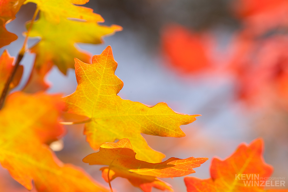Kevin Winzeler Photography Blog