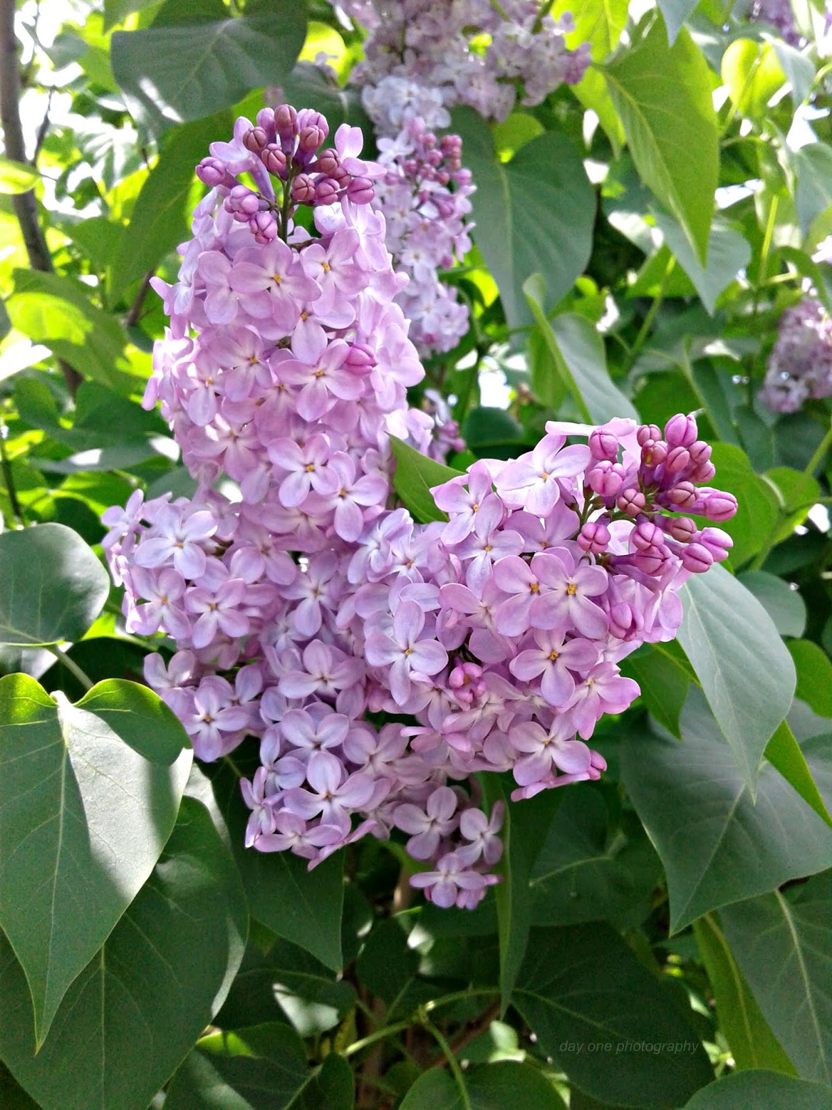 Day One Photography: Lilacs