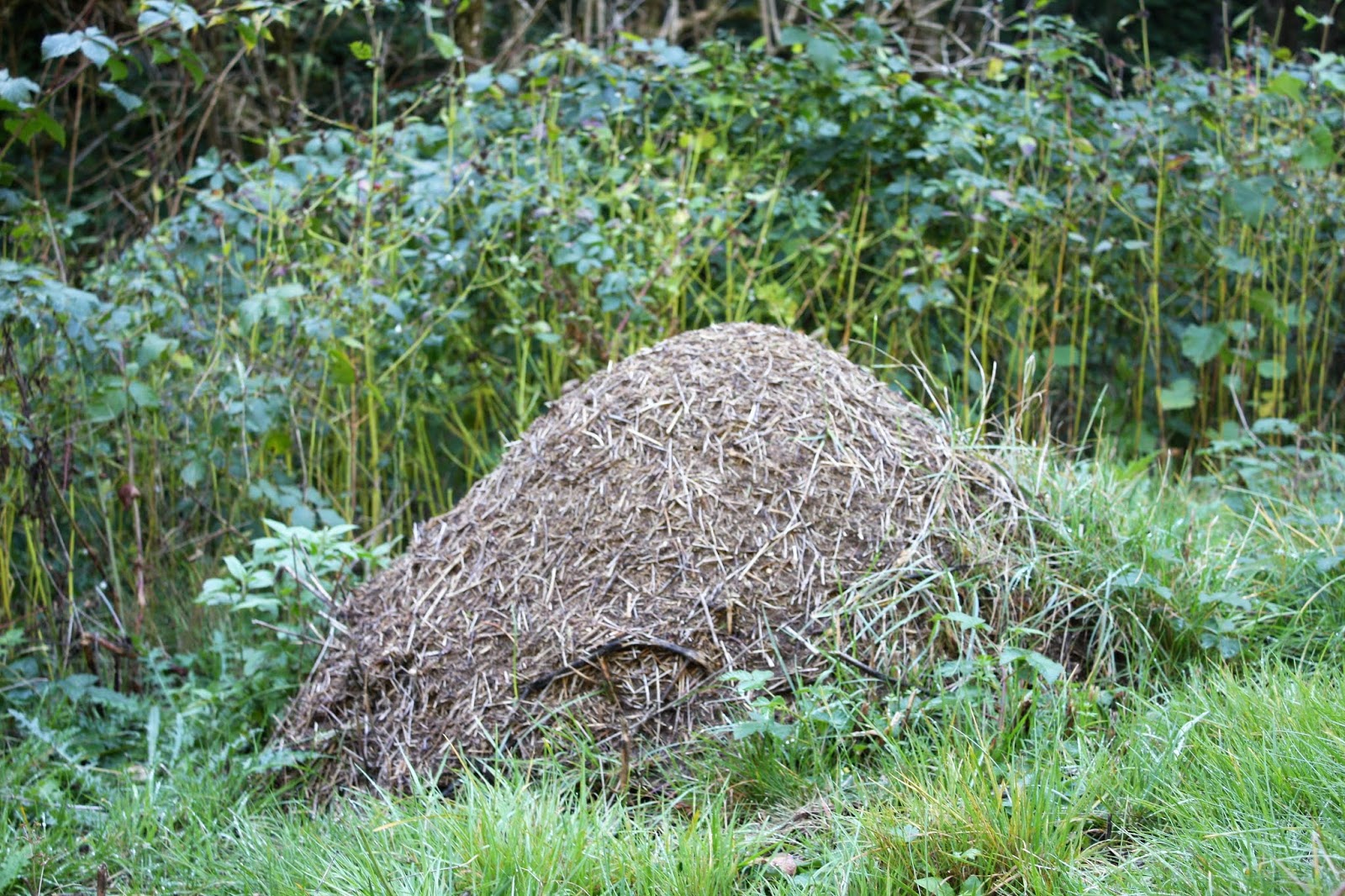 Le Pre Bonnet: Nog steeds druk...