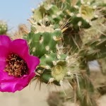 Durango y sus costumbres: Flora y Fauna