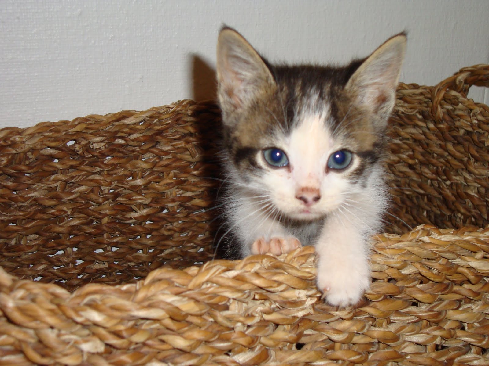 Kattekillinger til salg