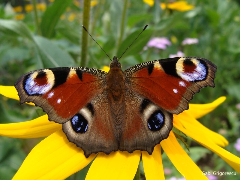 Simplicity: Cei mai frumosi fluturi