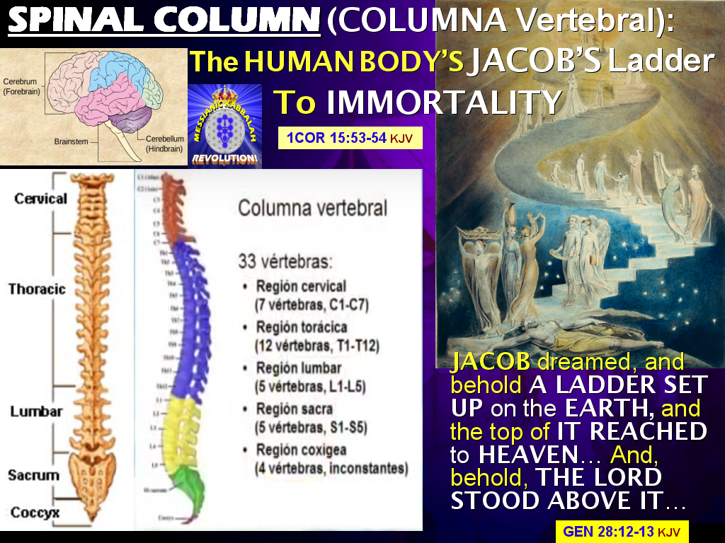 The BIBLE EXPLAINER & REVELATOR: Q224: "What Does It Mean, LOPE COLUMNA ...