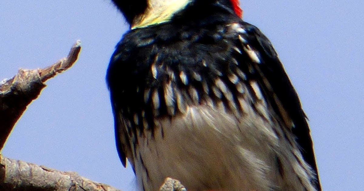 Geotripper's California Birds: Acorn Woodpecker at Sequoia National Park