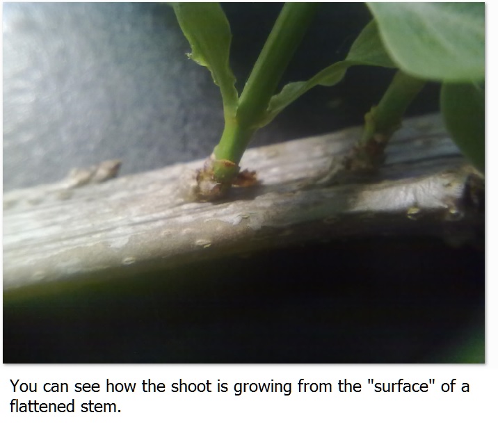 Rachel the Gardener: Fasciation: it's fascinating!