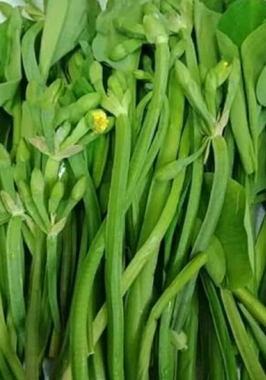 Tumis Genjer Dengan Segala Manfaatnya