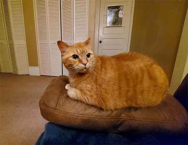 11 Year Old Cat Now Has a Place оf Her Own After Nearly a Year Trying ...