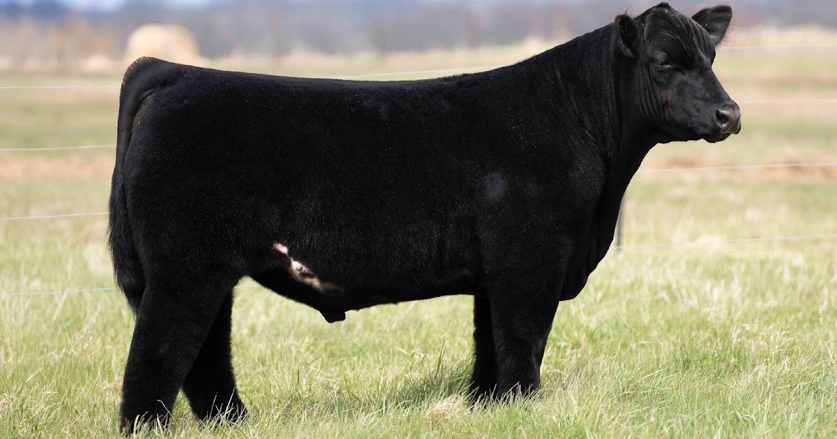 RCC Blog: First Class Bull Sale!