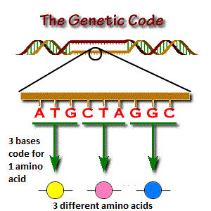 Catatan prestasi Guru Biologi: KODE GENETIK DAN KODON