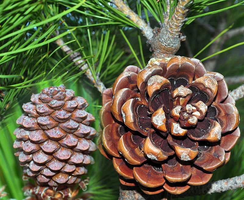 Peces y plantas ornamentales: Pinus pinea - Pino piñonero