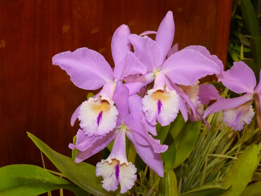 Hellmann Orquídeas: Algumas labiatas deste ano
