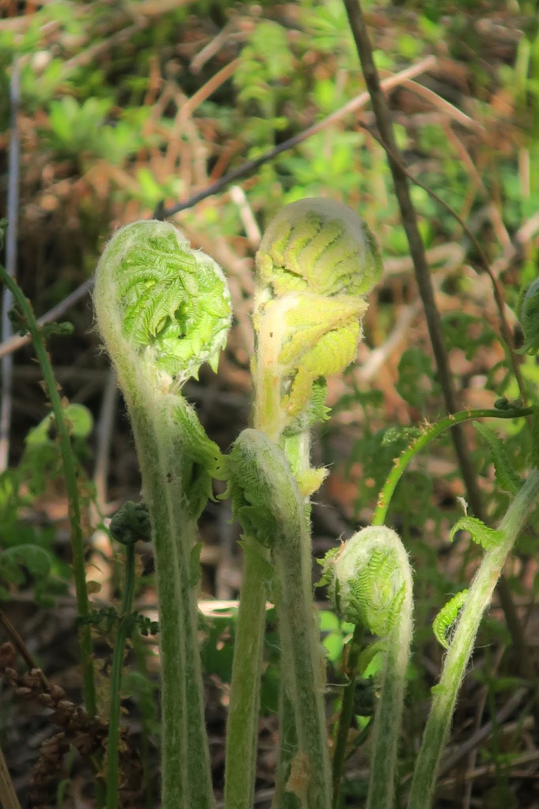 Tanglewood Threads: Outside and Inside, Sunshine and Shade