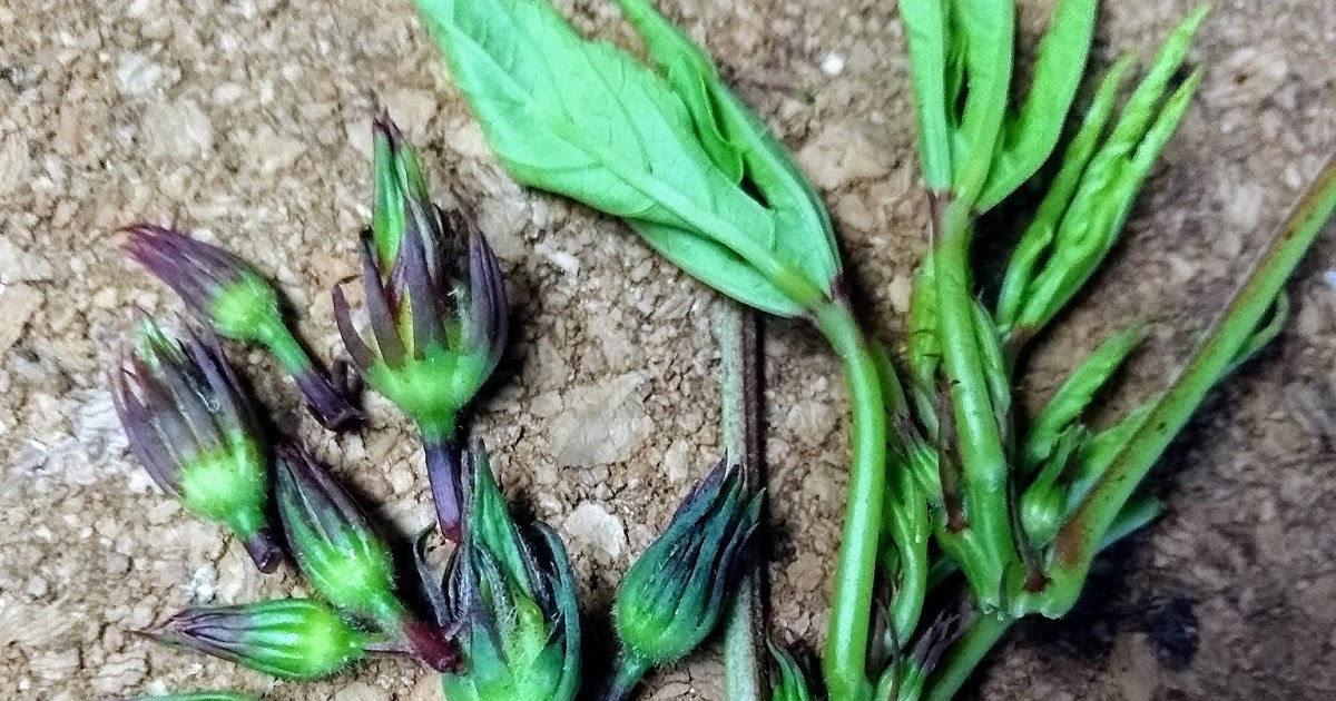 Bhatta's of ramnagar: mesta jelly/ mesta plant and Gongura