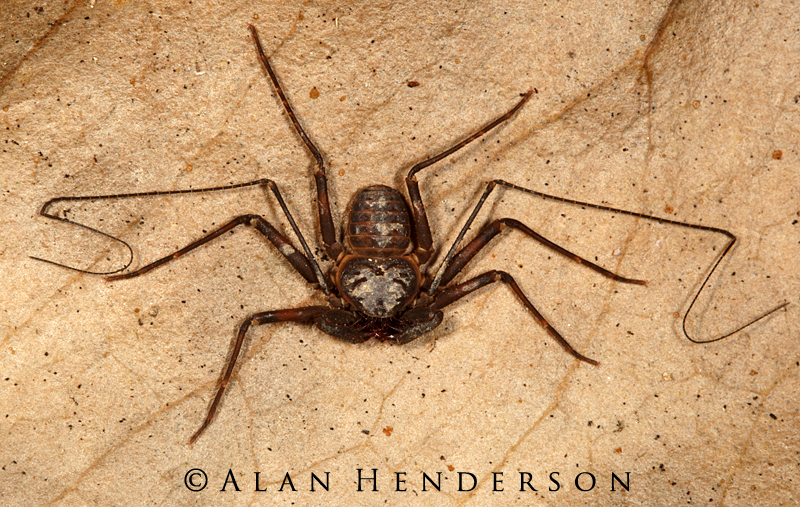 Minibeast Wildlife - Rainforest Encounters: Elusive Arachnids