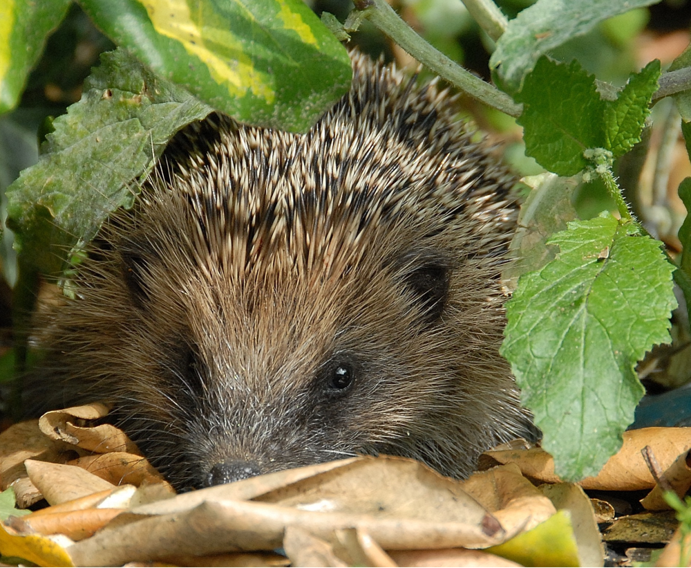 Seed to Feed Me: HEDGEHOGS