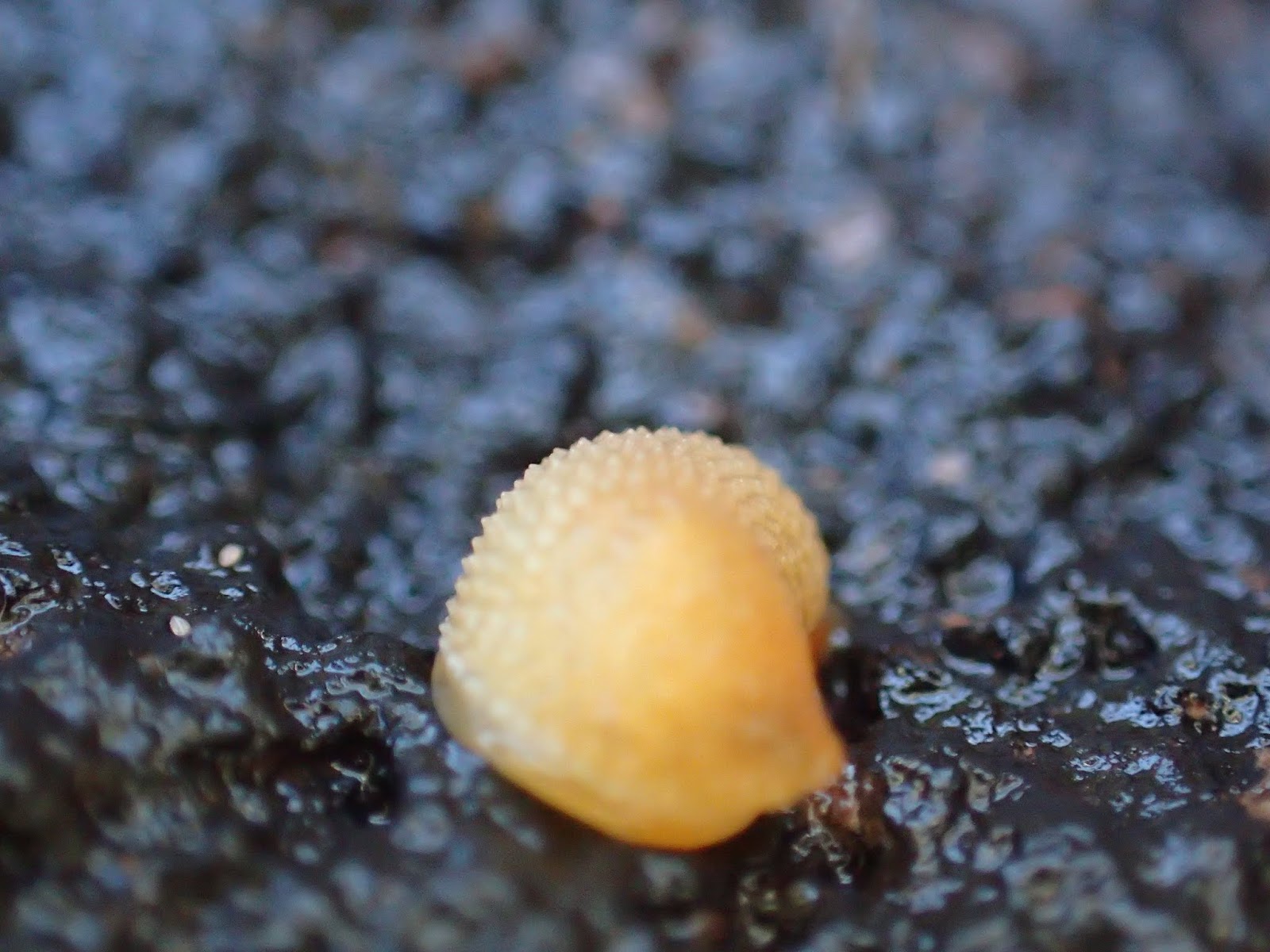 The Lyons Share: 2019