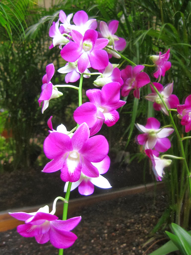 bunga anggrek: Bunga Anggrek, Ciri-ciri, Jenis dan Klasifikasi Anggrek