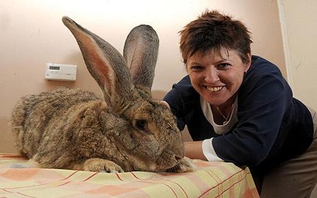 World's Biggest Rabbit