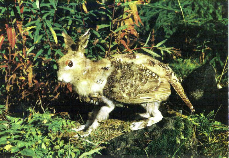 Kriptozoológia: Skvader