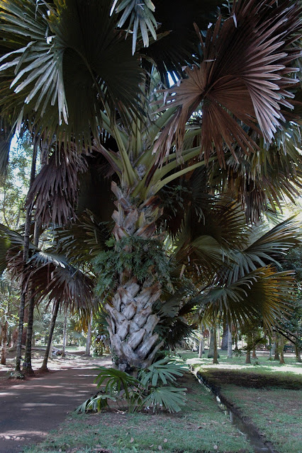 Mes voyages: Île Maurice septembre 2011 : Le jardin de Pamplemousses
