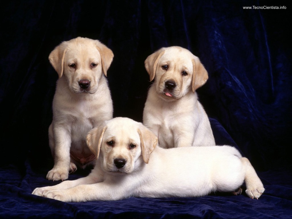 Dog world: filhotes de labrador