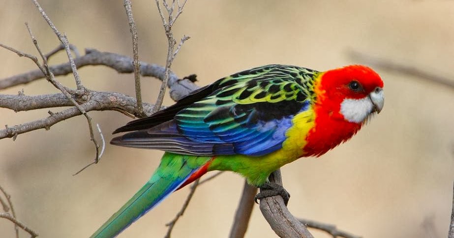 Tierra de papagayos, loros, cacatuas, pericos, cotorras y guacamayos ...