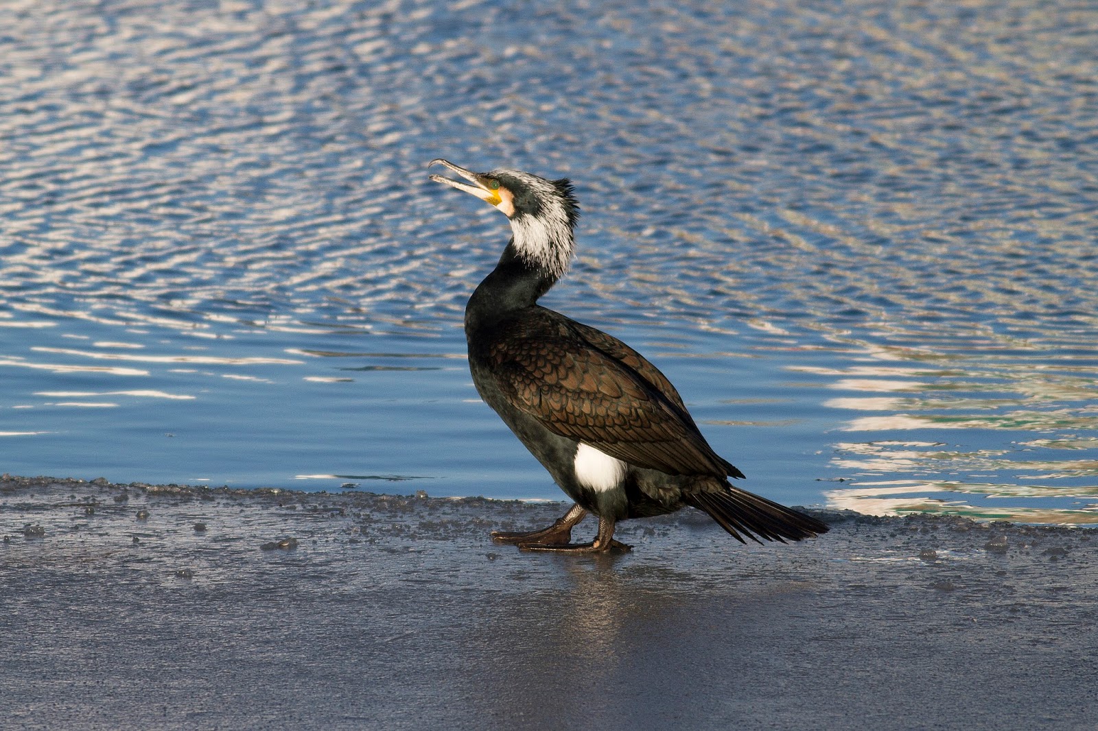 Wirdheims naturvårdsblogg: Skyll inte på skarven!