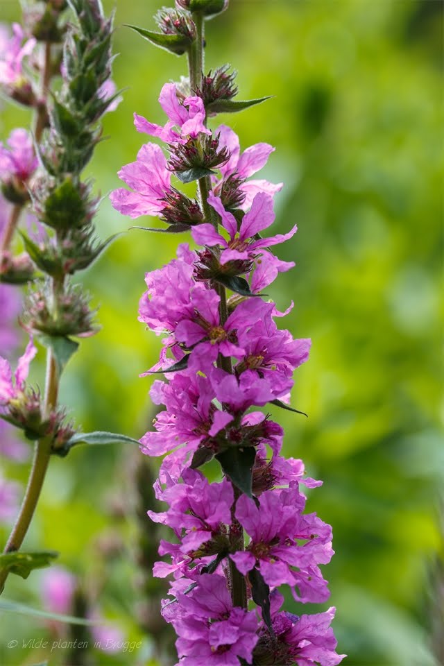 Wilde planten in Brugge: Grote kattenstaart
