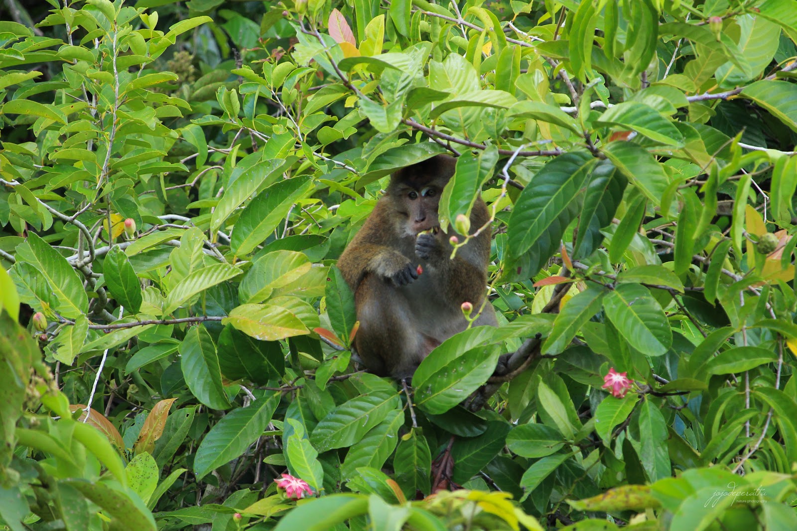 Philippine Long-tailed Macaque