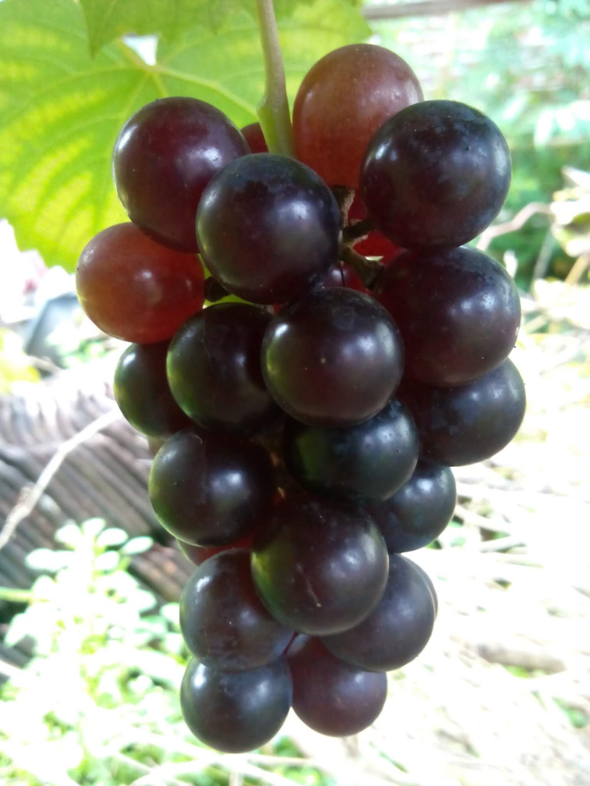 Jual Bibit Anggur Merah Blitar: Kreasi Tanaman Hias