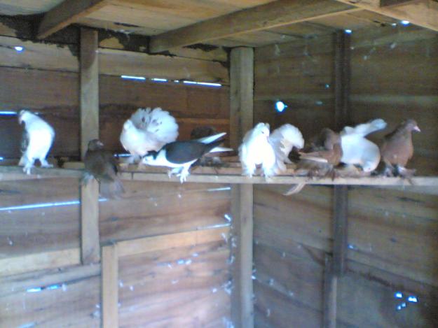 fancy Pigeon ~ Master Loft