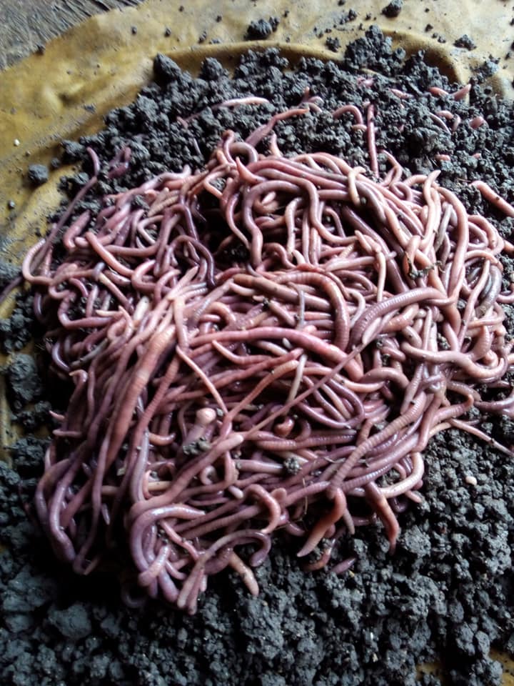 #mancing: Umpan Rahasia Mancing Nila Kalaran