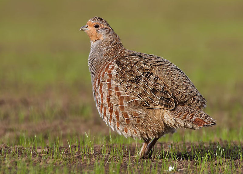 Partridge ~ Animals Images