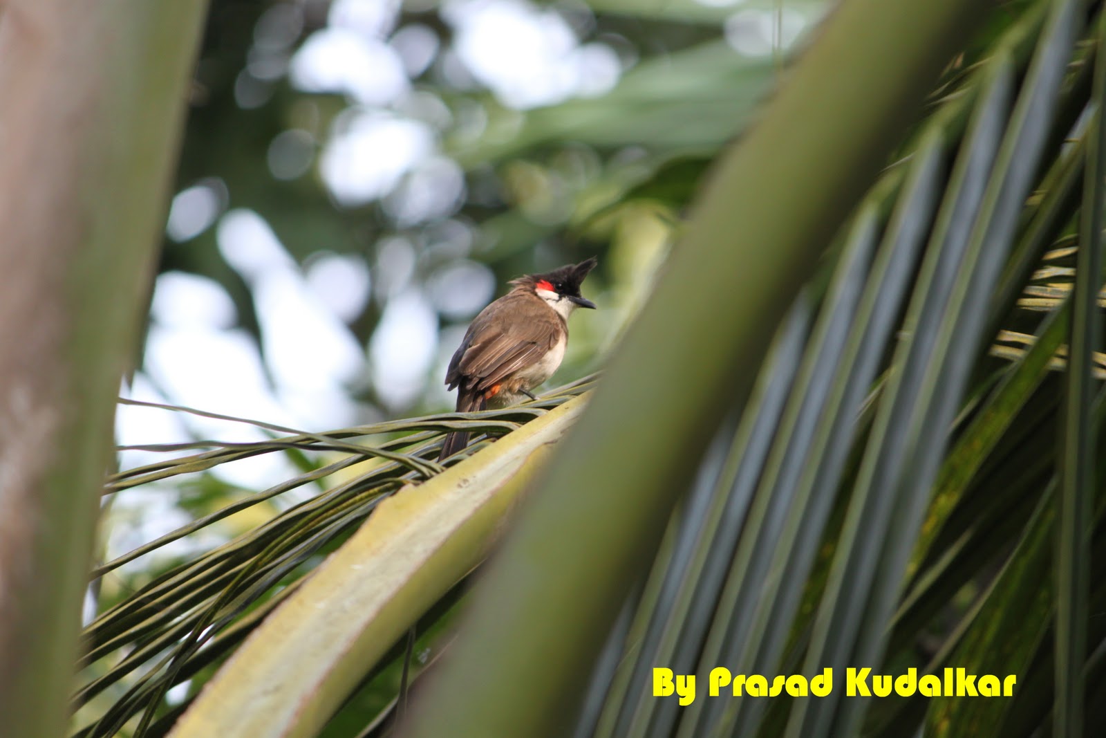 Wild Life Photography in Maharashtra: Birds in Maharashtra