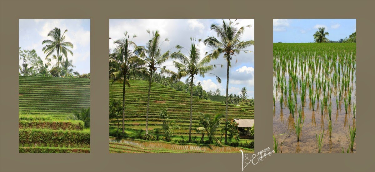 Voyages et Expériences : Bali: de Pemuteran à Sanur VIA PUPUAN, Sublime!