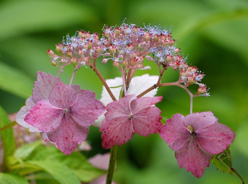 Stardust Talk : Hydrangea macrophylla native to Japan